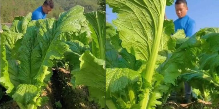 Rau Cải Mèo - Đặc Sản Dân Giã Của Con Người Tây Bắc - Du Lịch Mộc Châu