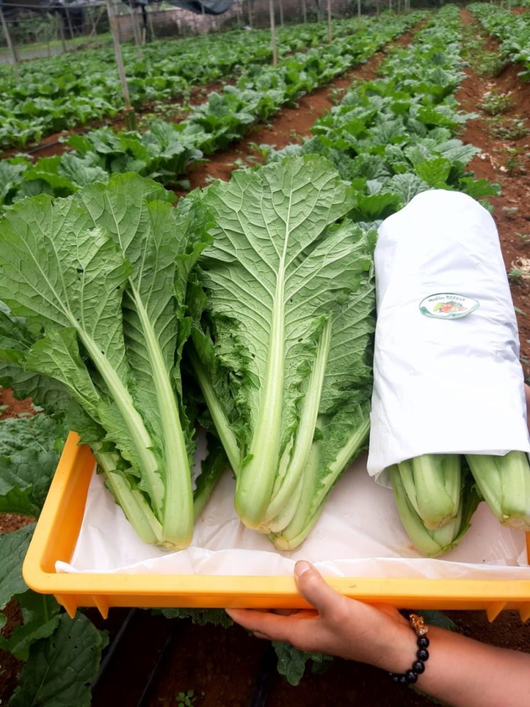 Rau Cải Mèo - Đặc Sản Dân Giã Của Con Người Tây Bắc - Du Lịch Mộc Châu